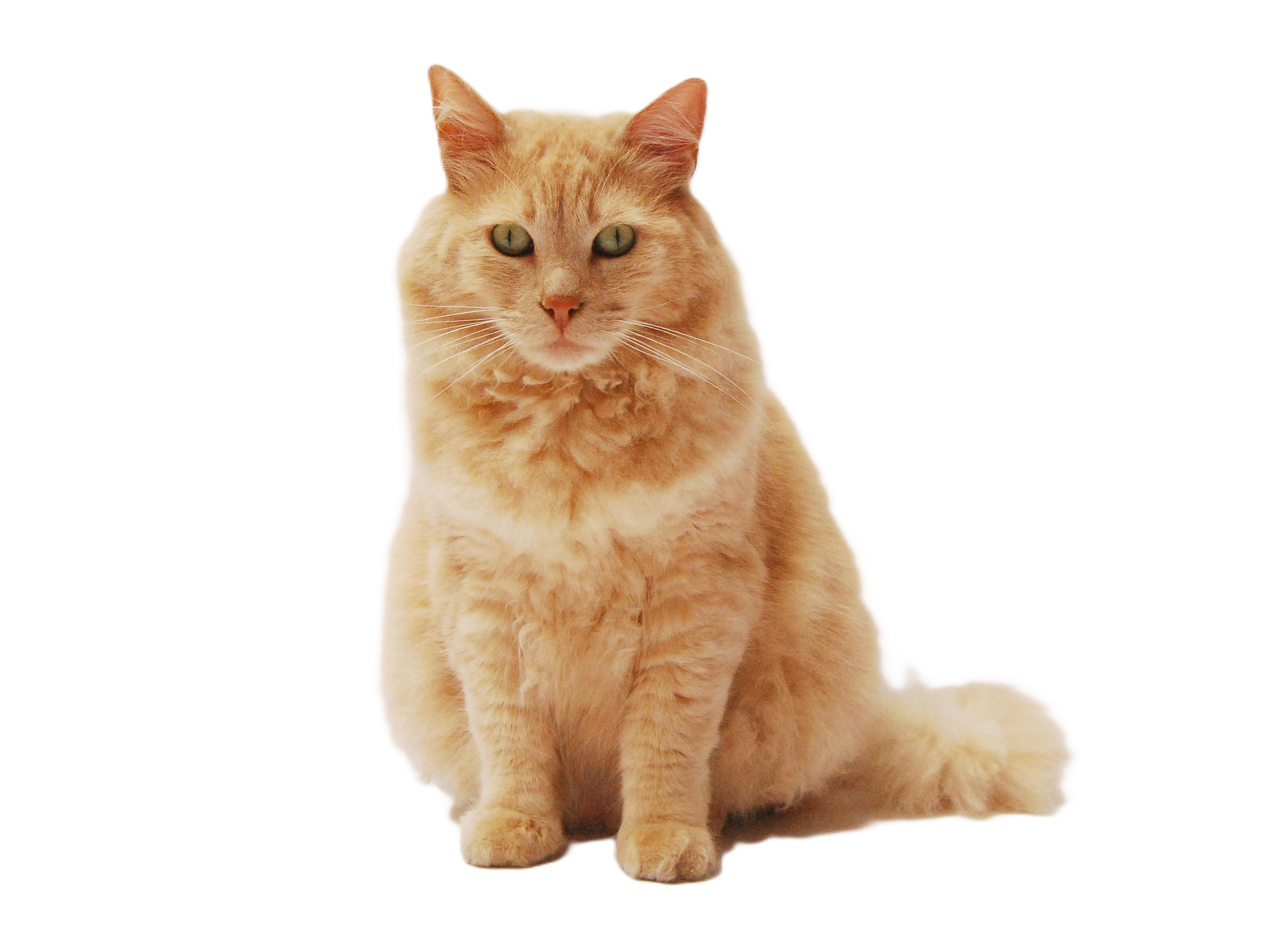 Katten